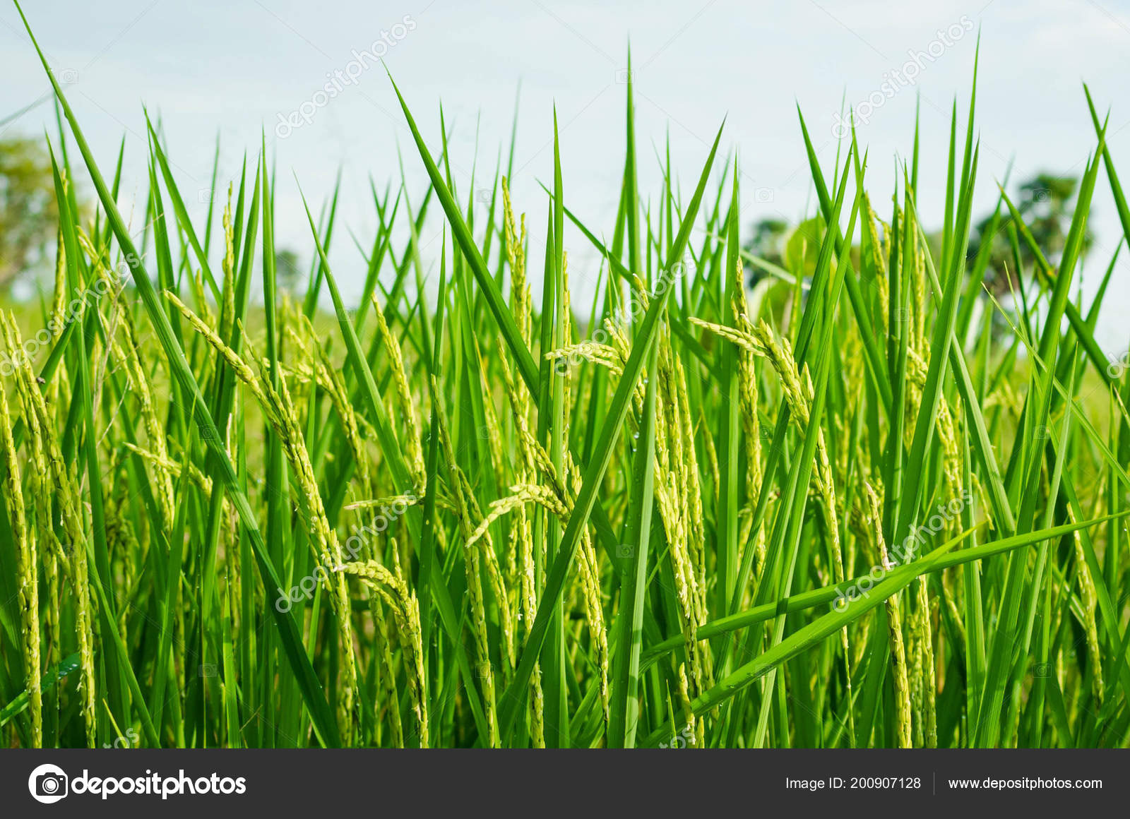 Growth Green Rice — Stock Photo © sosconcan #200907128