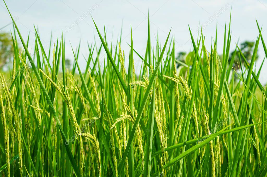 Growth Green Rice — Stock Photo © sosconcan #200907128