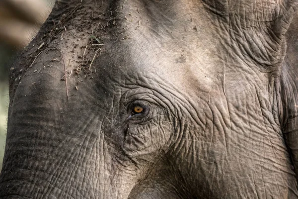 Asian elephant (Elephas maximus) photographed in the wild, Wayand ...