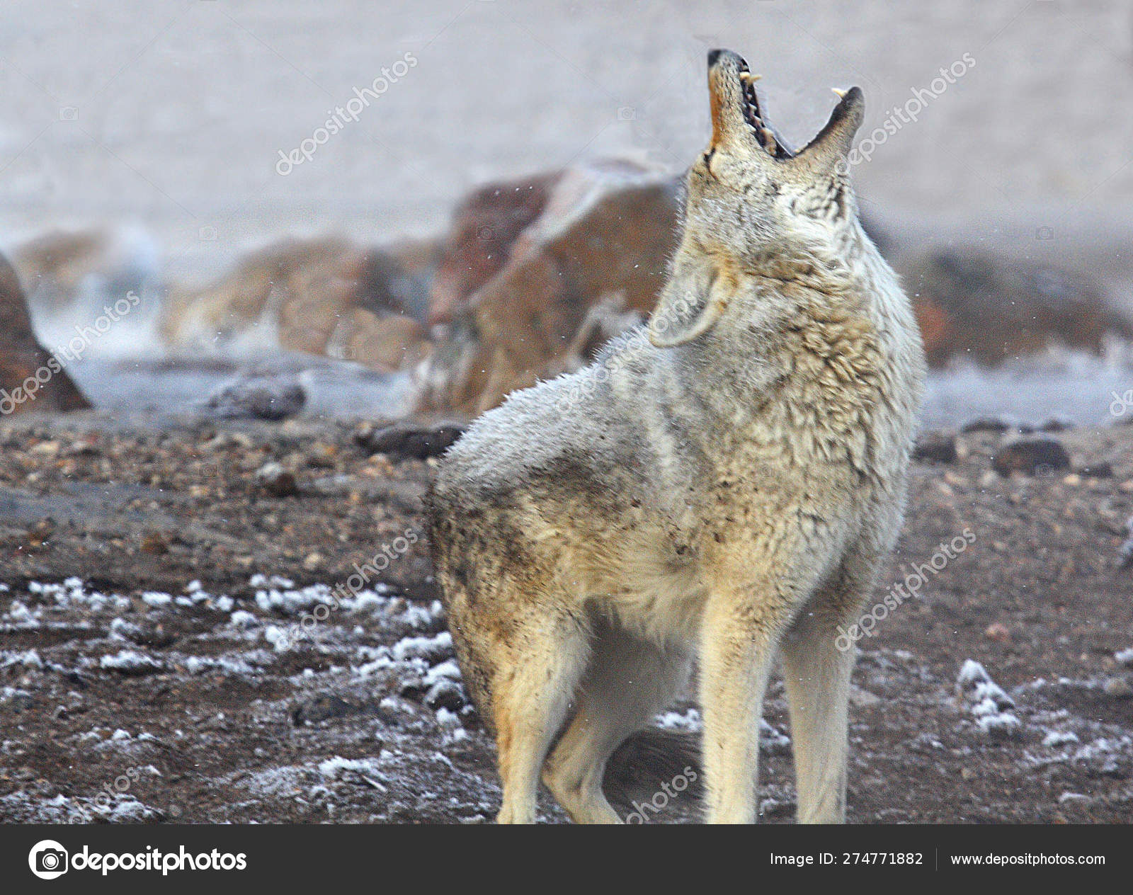 Coyote Sitting Howling