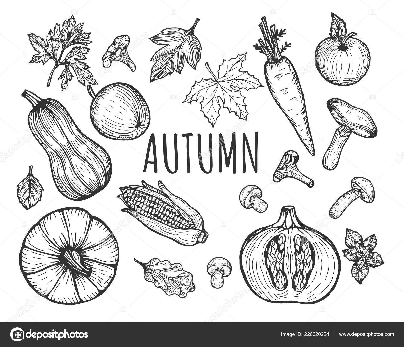 Vector Illustration Autumn Seasonal Menu Fruits Vegetables Set Pumpkin ...