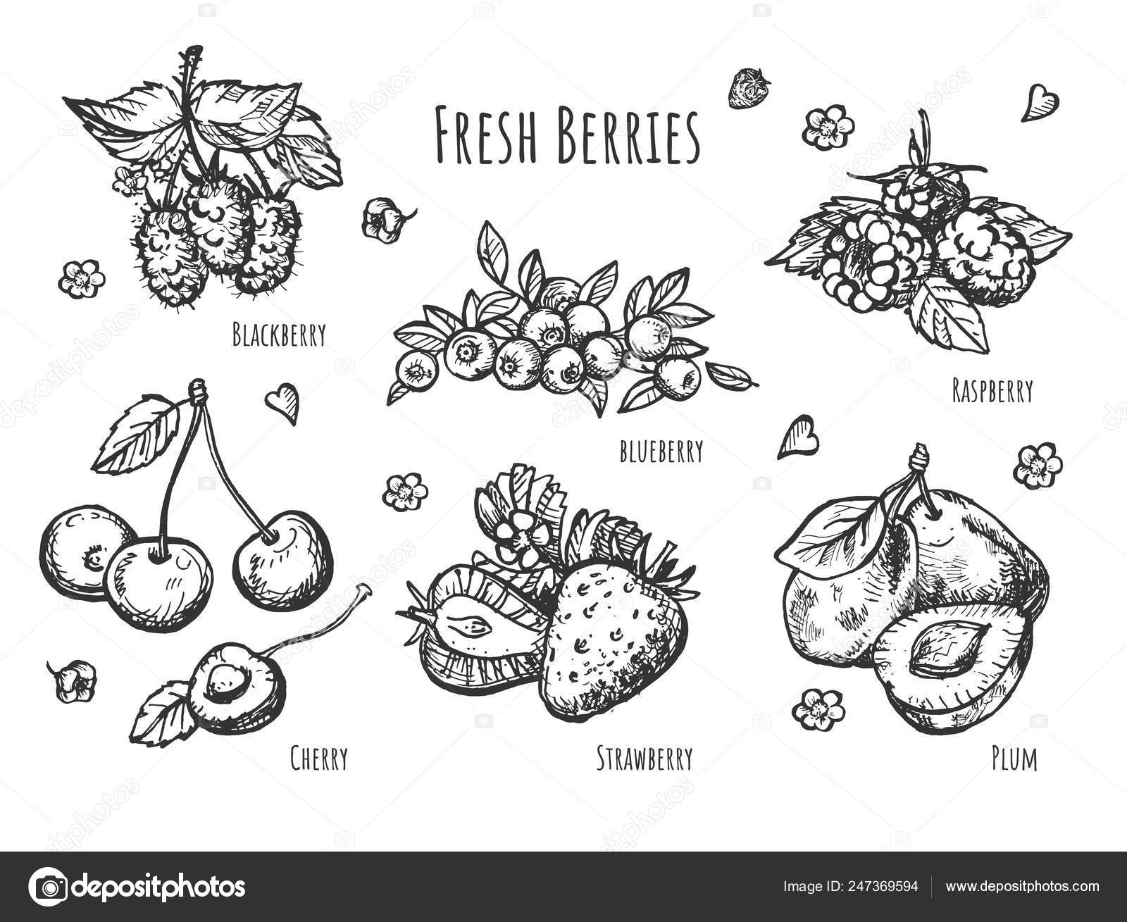 Raspberry Illustration Vintage