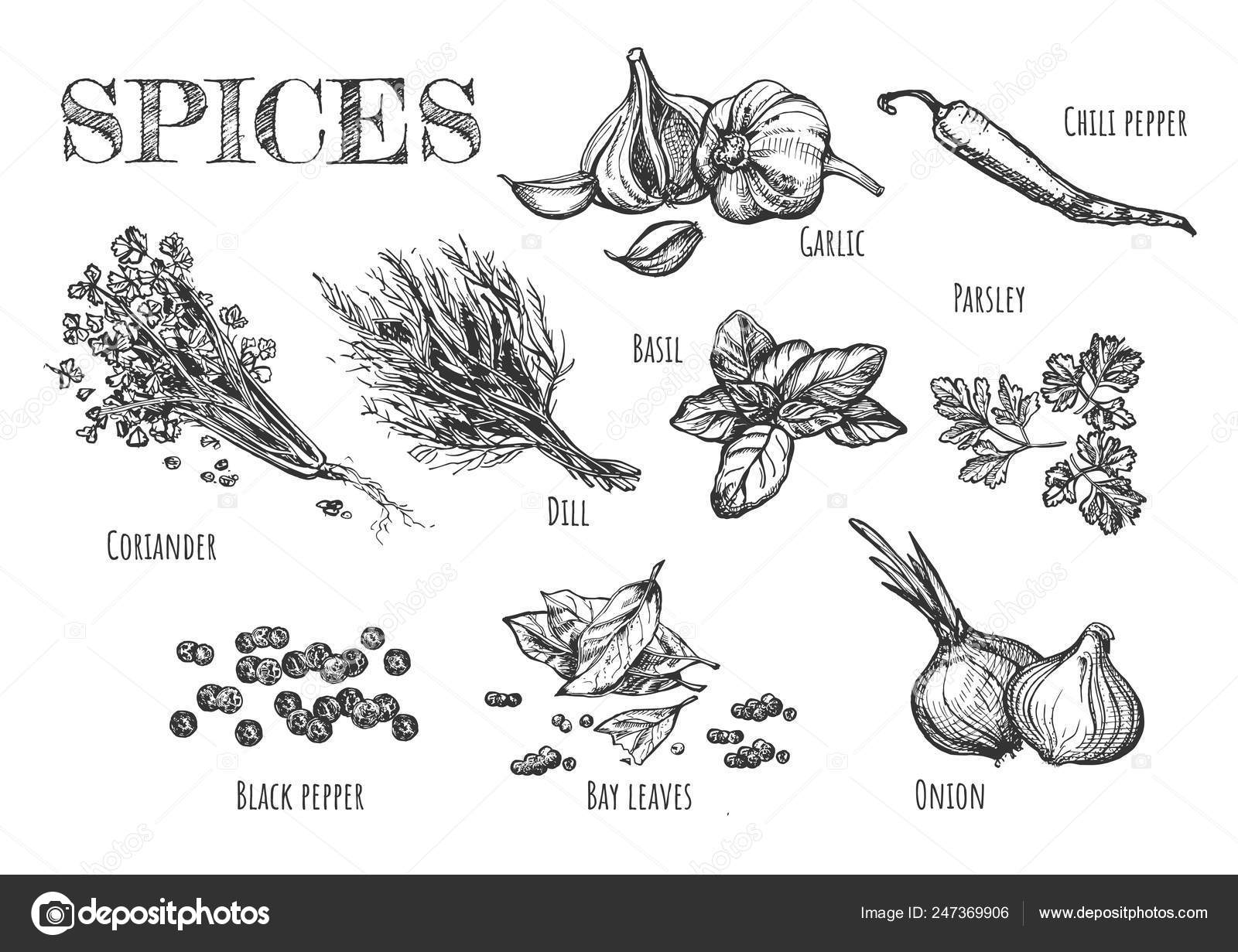 Vector Illustration Spices Set Garlic Dill Chili Pepper Basil Parsley Stock Vector By
