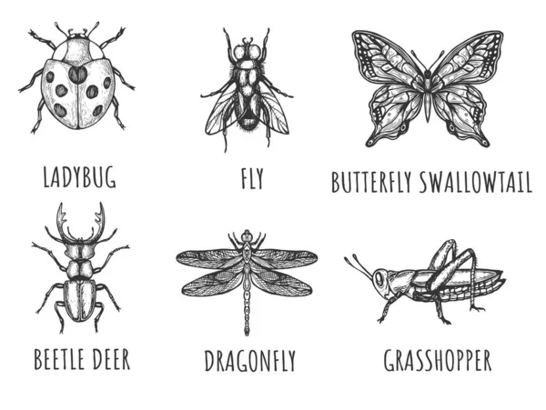 Deer bugs Vector Art Stock Images | Depositphotos