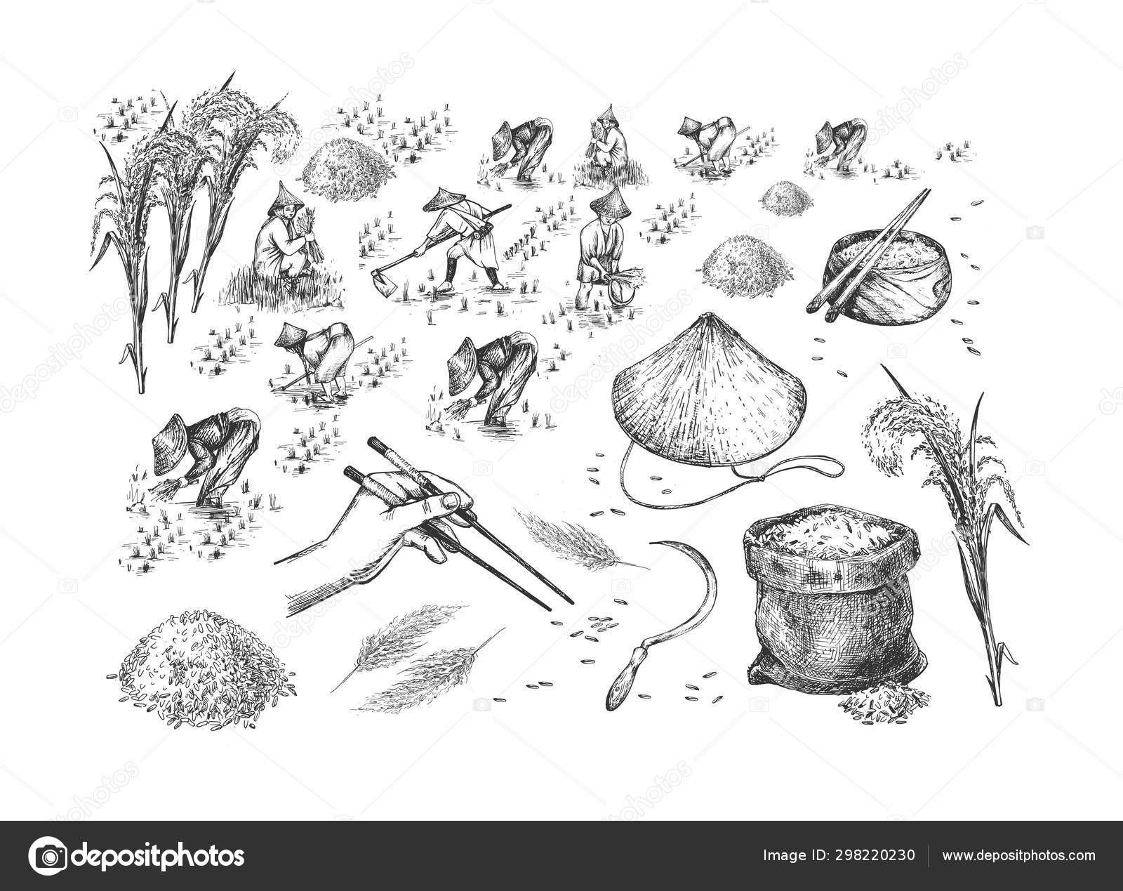 Rice Plant Harvest Vector
