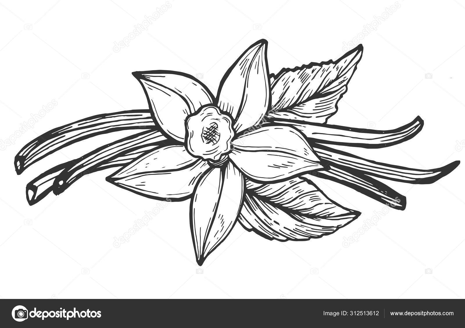 Vanilla Bean Illustration