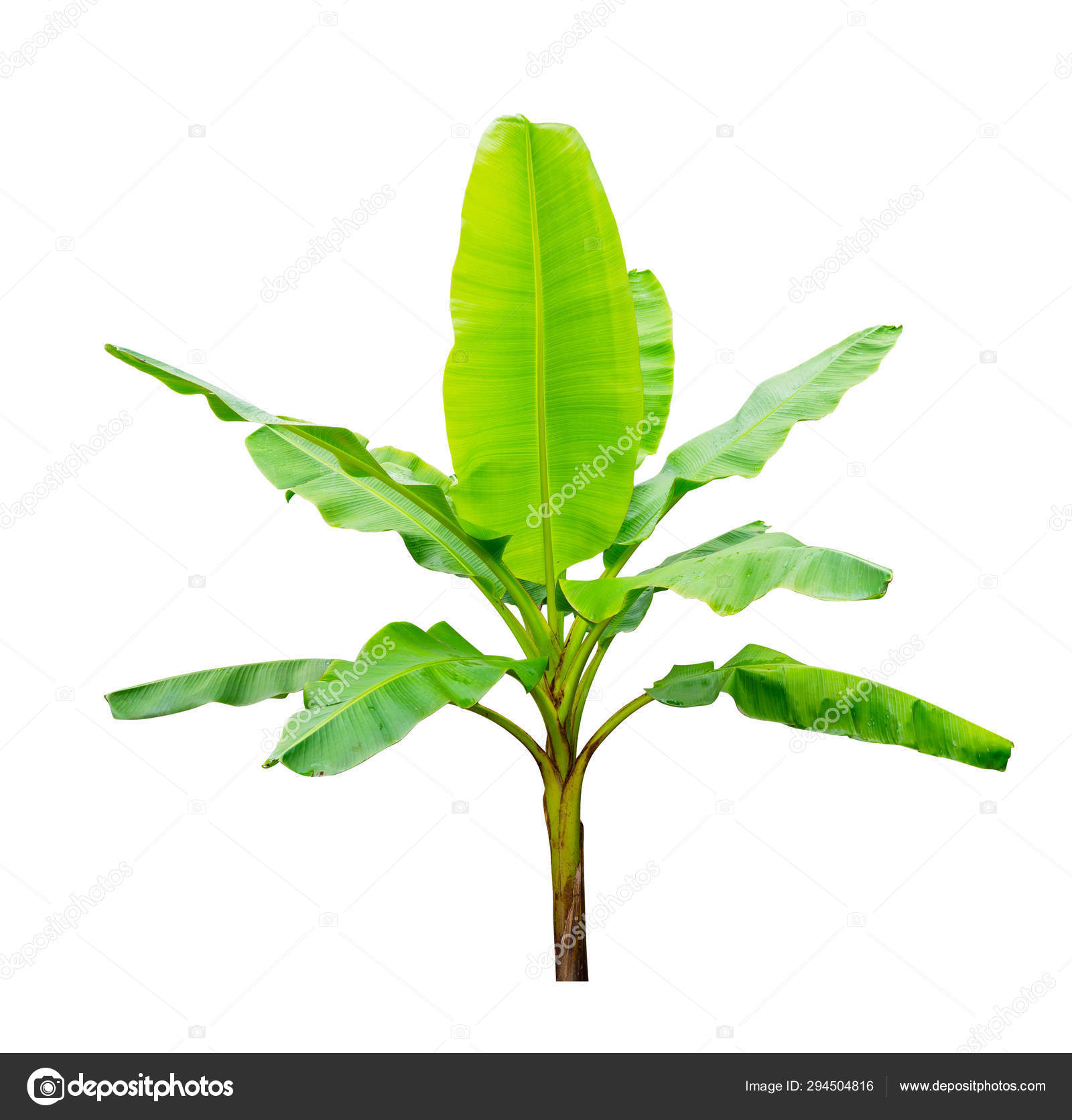 Banana Trees Isolated White Background File Contains Clipping Path ...