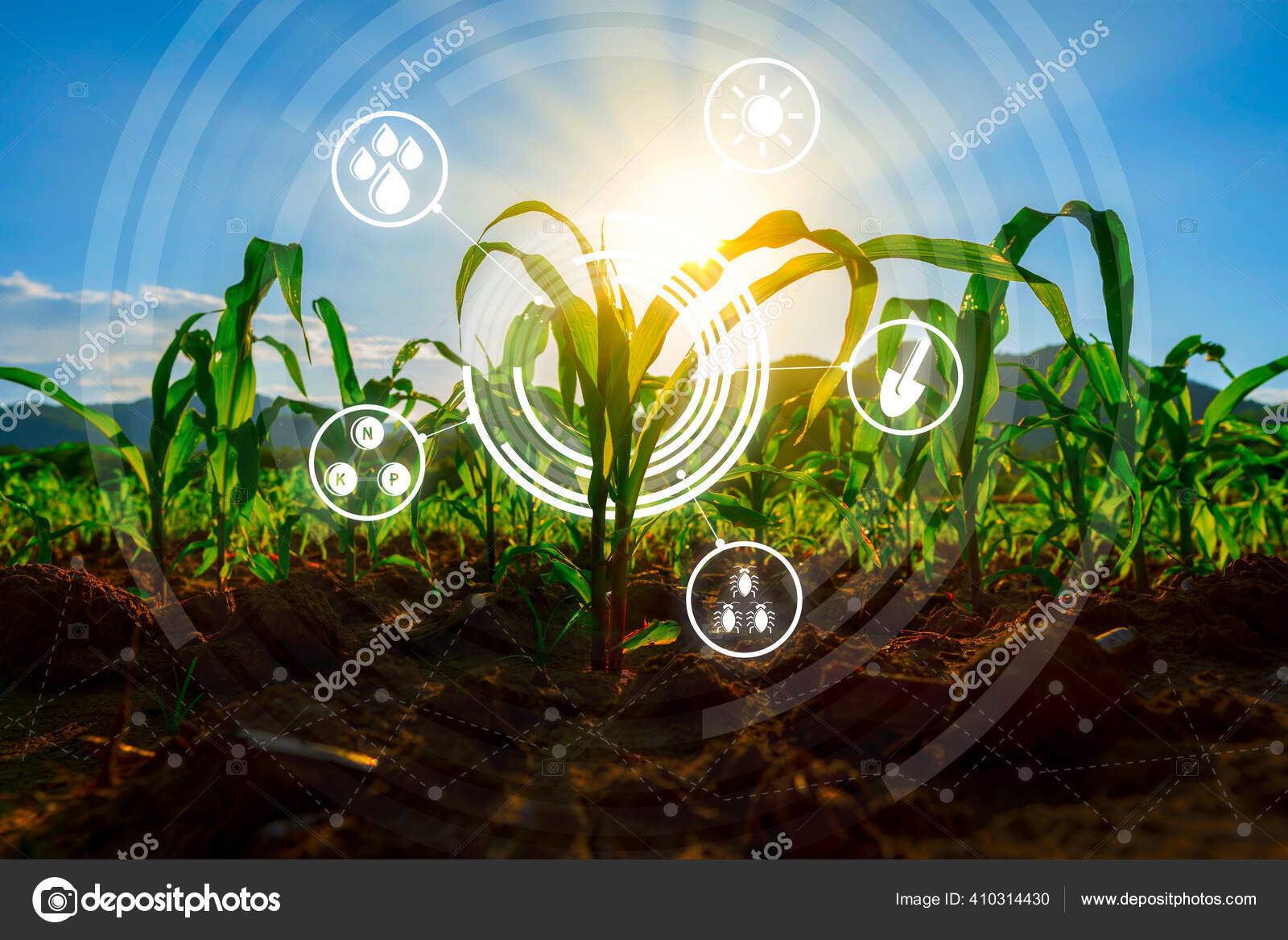 Maize Seedling Cultivated Agricultural Farm Smart Farm Technology ...