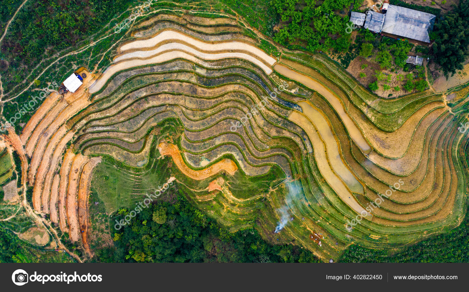Aerial Top View Paddy Rice Terraces Green Agricultural Fields ...