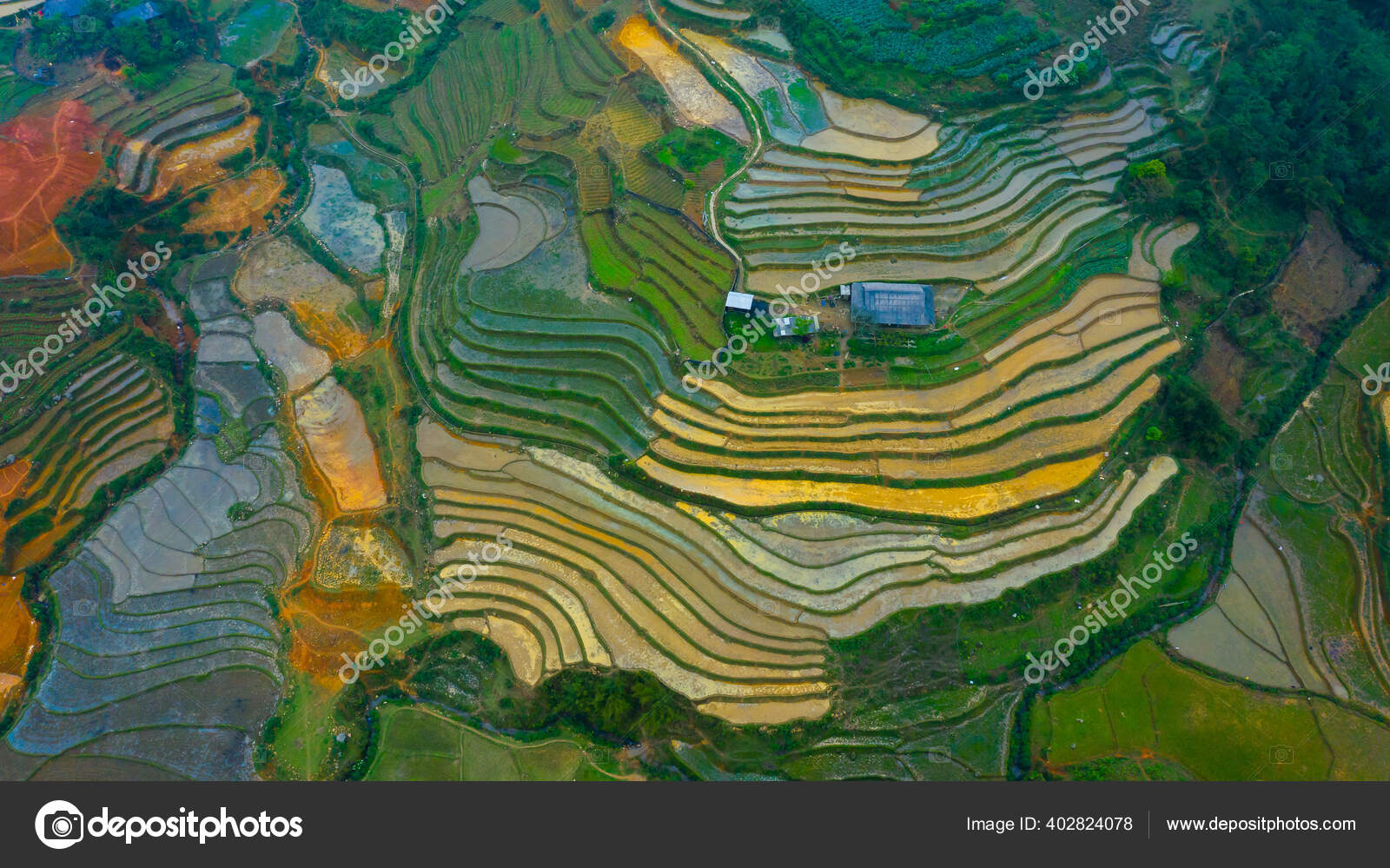 Aerial Top View Paddy Rice Terraces Green Agricultural Fields ...