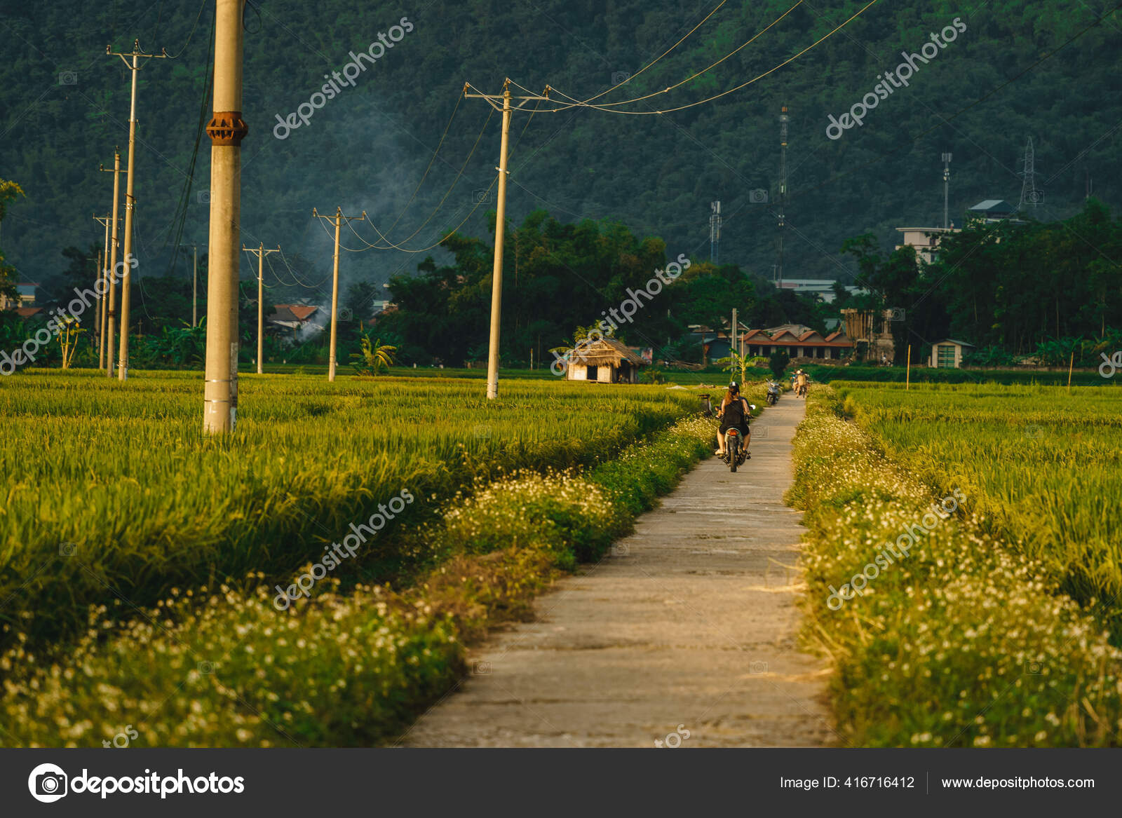 Terraced Rice Field Rural Road Lac Village Mai Chau Valley Stock Photo ...