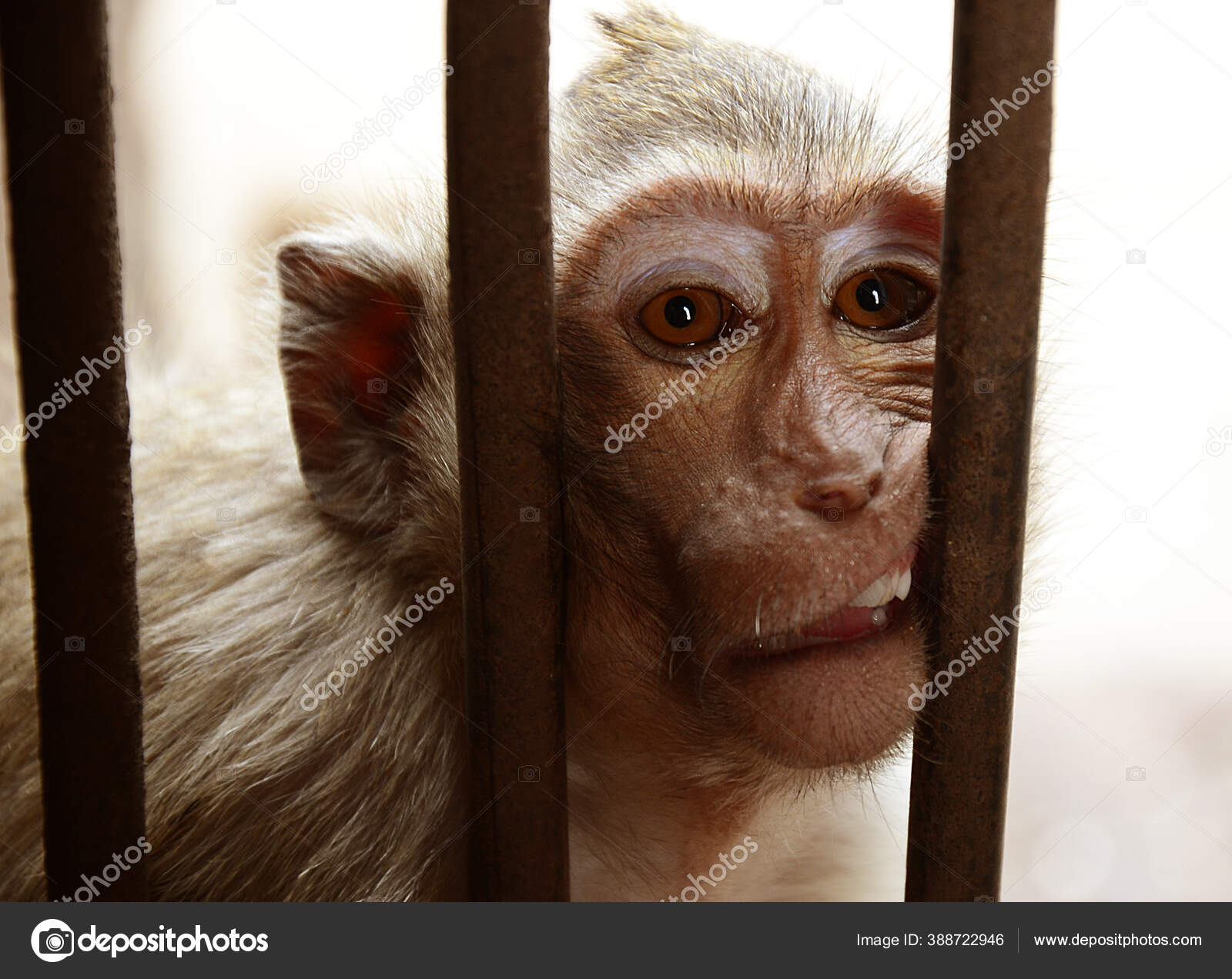 Monkey Trapped Zoo — Stock Photo © Chingcg #388722946