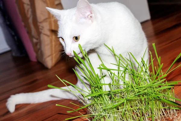 el gato cuida bien de su abrigo, lo que resulta en pelo intestinal. La ...