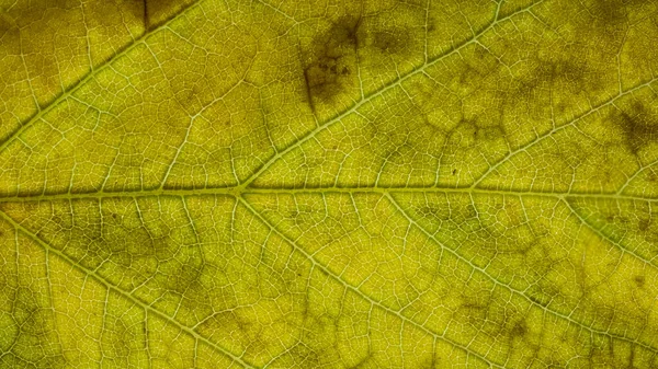 Yaprak tepe izi fotos de stock, imágenes de Yaprak tepe izi sin ...