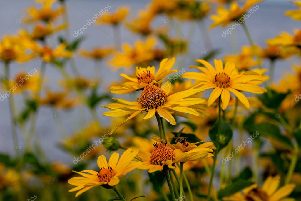 Vista de cerca de la textura de las flores silvestres Smooth Oxeye ...