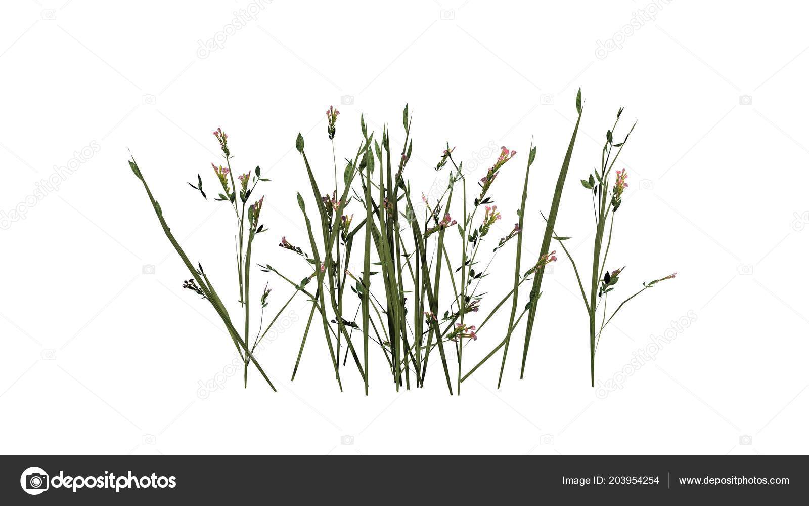 Wildflowers Isolated White Background Stock Photo by ©bestofgreenscreen ...