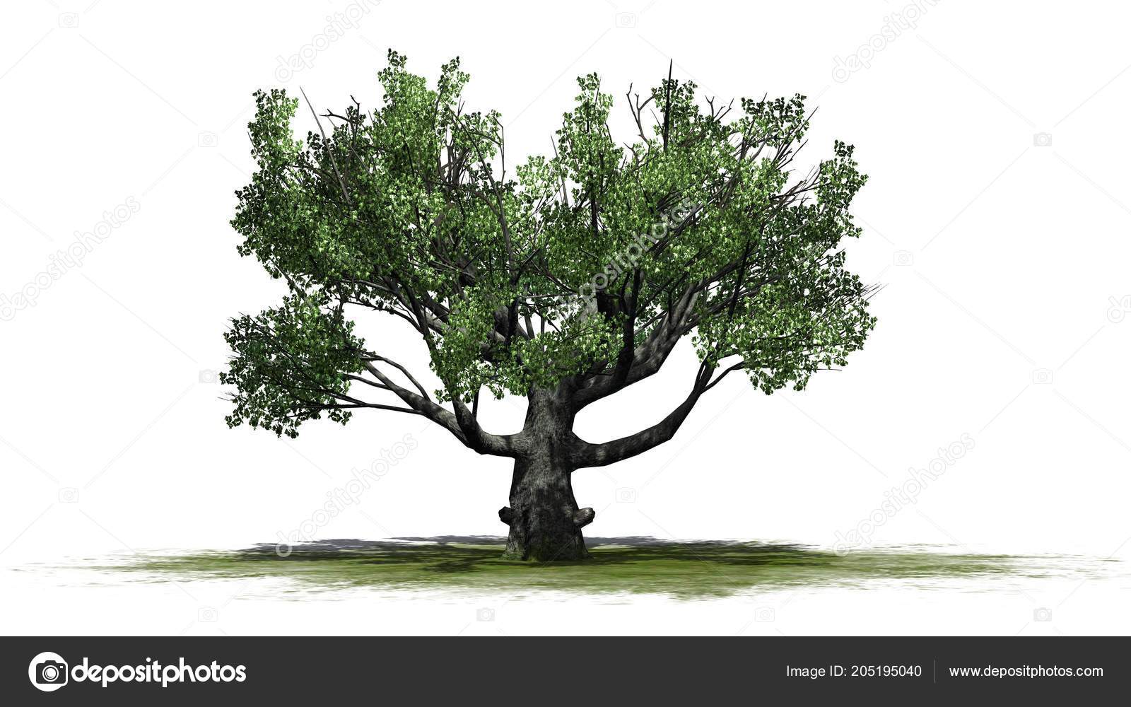 Roble Blanco Aislado Sobre Fondo Blanco — Foto de stock #205195040 ...