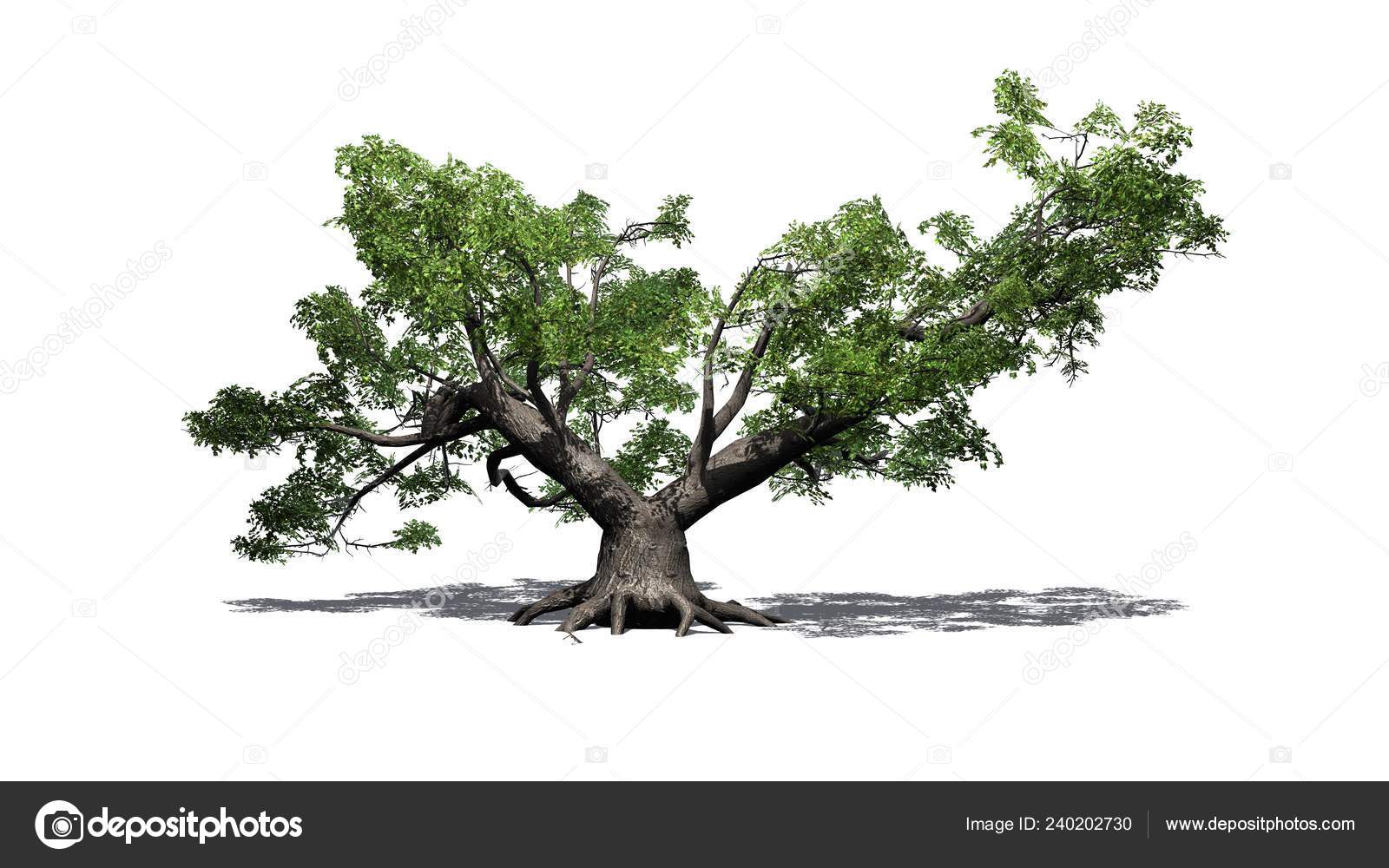 Green Japanese Maple White Background