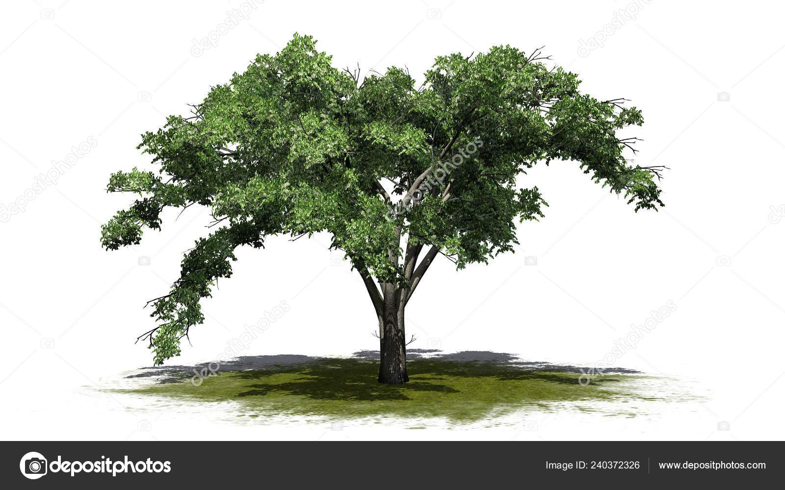 Single American Elm Tree Green Area Isolated White Background Stock ...