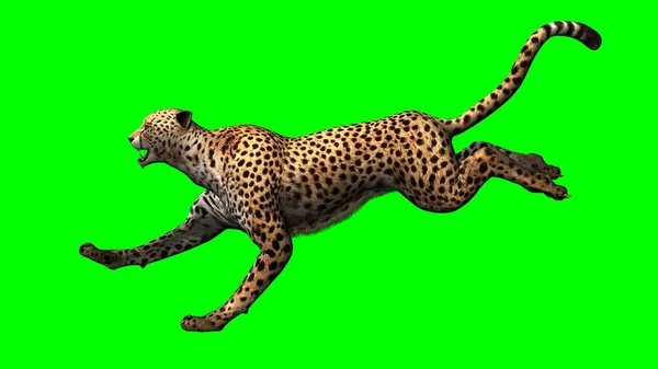 Animal sounds effects compilation youtube Stock Photos, Royalty Free ...