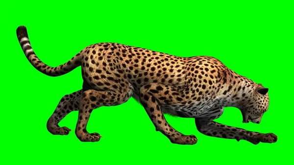 Cheetah Green Background Stock Photo by ©PantherMediaSeller 338208334