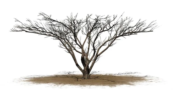 Constance branches Stock Photos, Royalty Free Constance branches Images ...