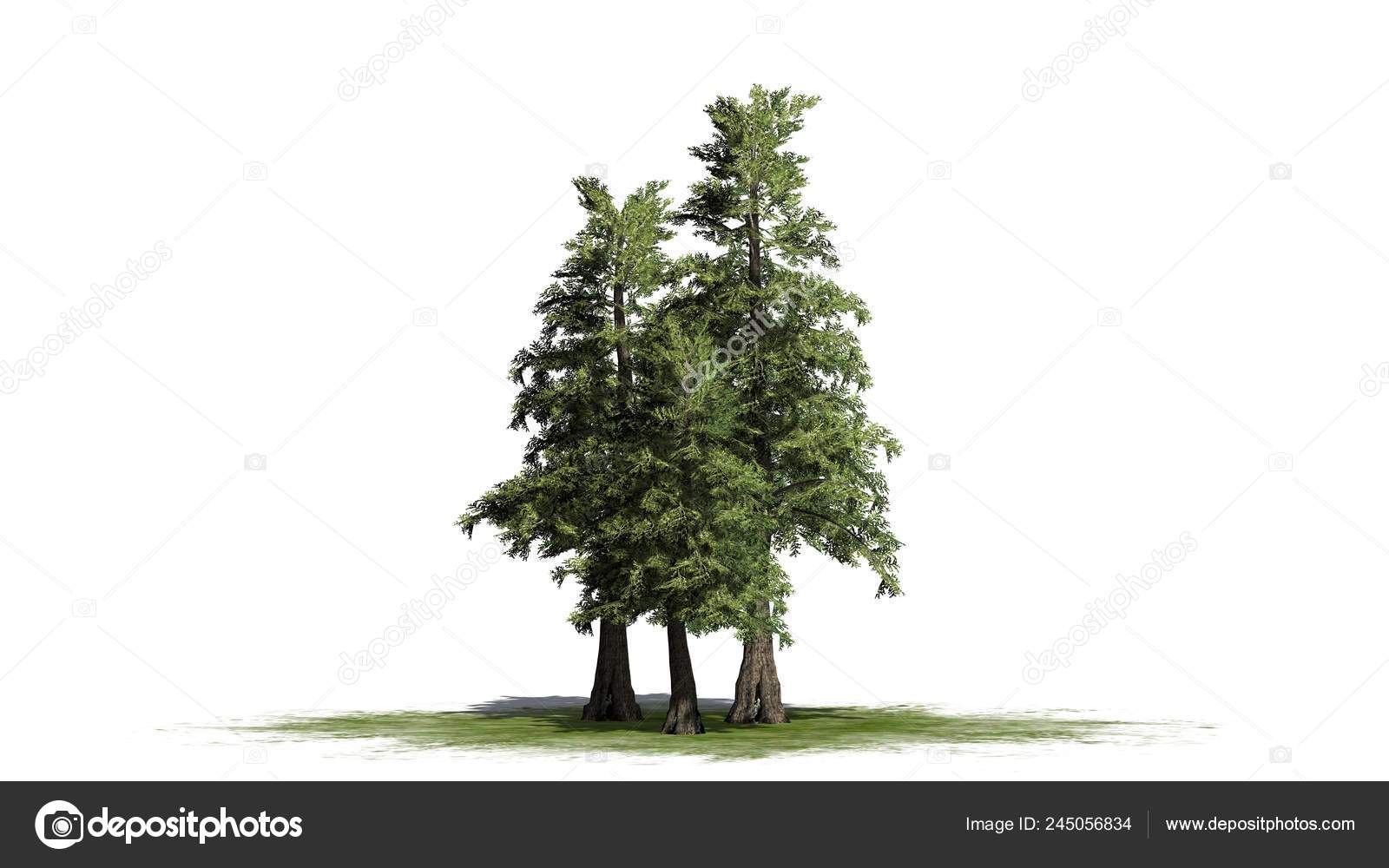 Western Red Cedar Tree Cluster Green Area Isolated White Background ...