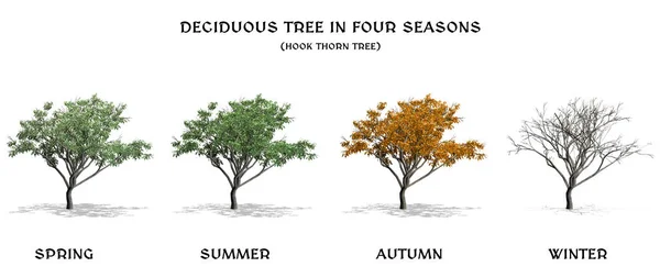 Tree in different seasons Stock Photos, Royalty Free Tree in different ...