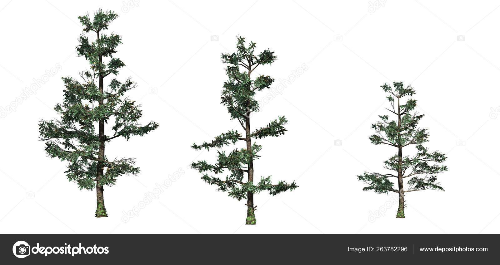 Set White Fir Trees Isolated White Background — Stock Photo ...