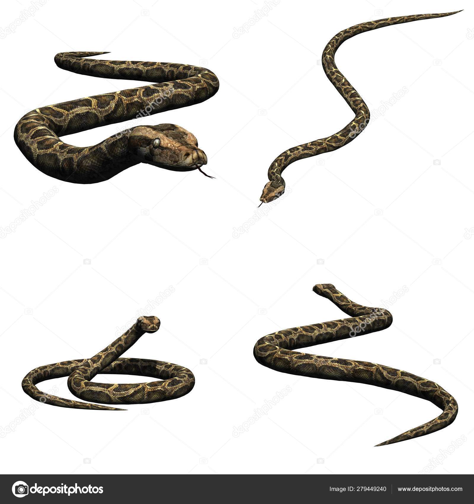 Set Python Isolated White Background — Stock Photo © bestofgreenscreen ...