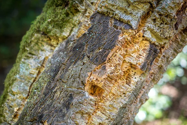 Árbol de balsa images libres de droit, photos de Árbol de balsa ...
