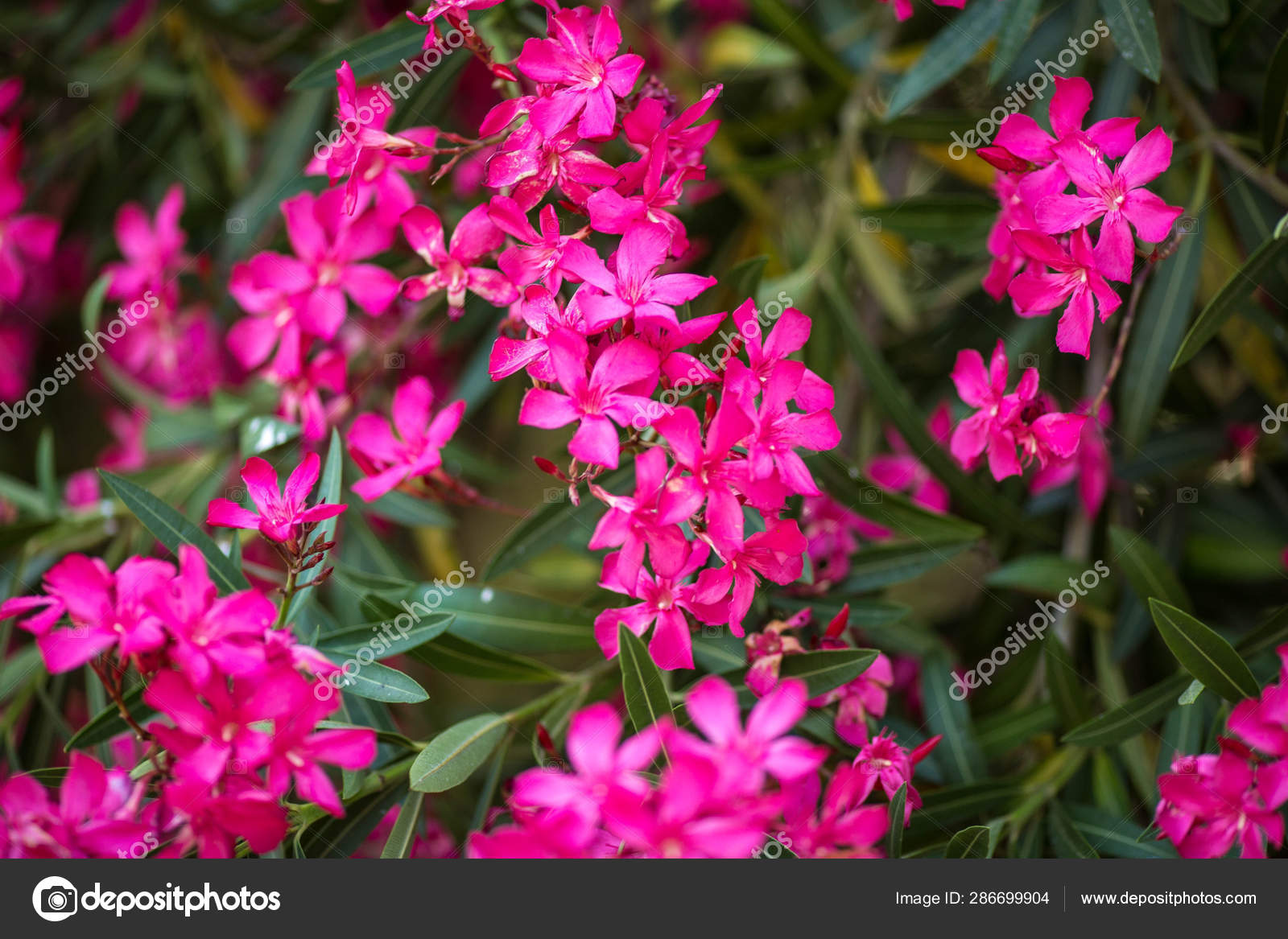 Pink Flowers With Five Petals