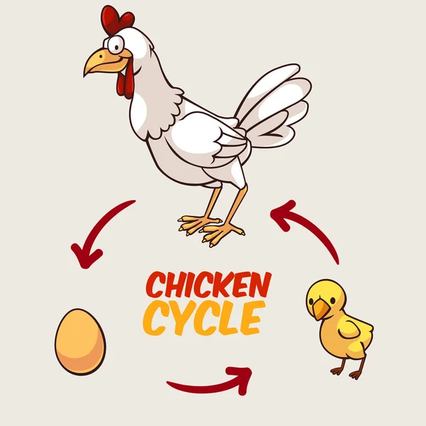 Life Cycle Of A Chicken Vector Illustration Labeled Educational Hen
