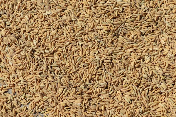 Small grains Stock Photos, Royalty Free Small grains Images | Depositphotos