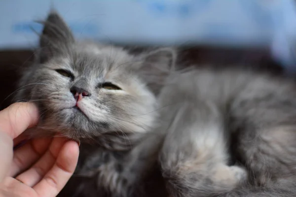 Tatli kedi stok fotoğraflar | Tatli kedi telifsiz resimler, görseller ...