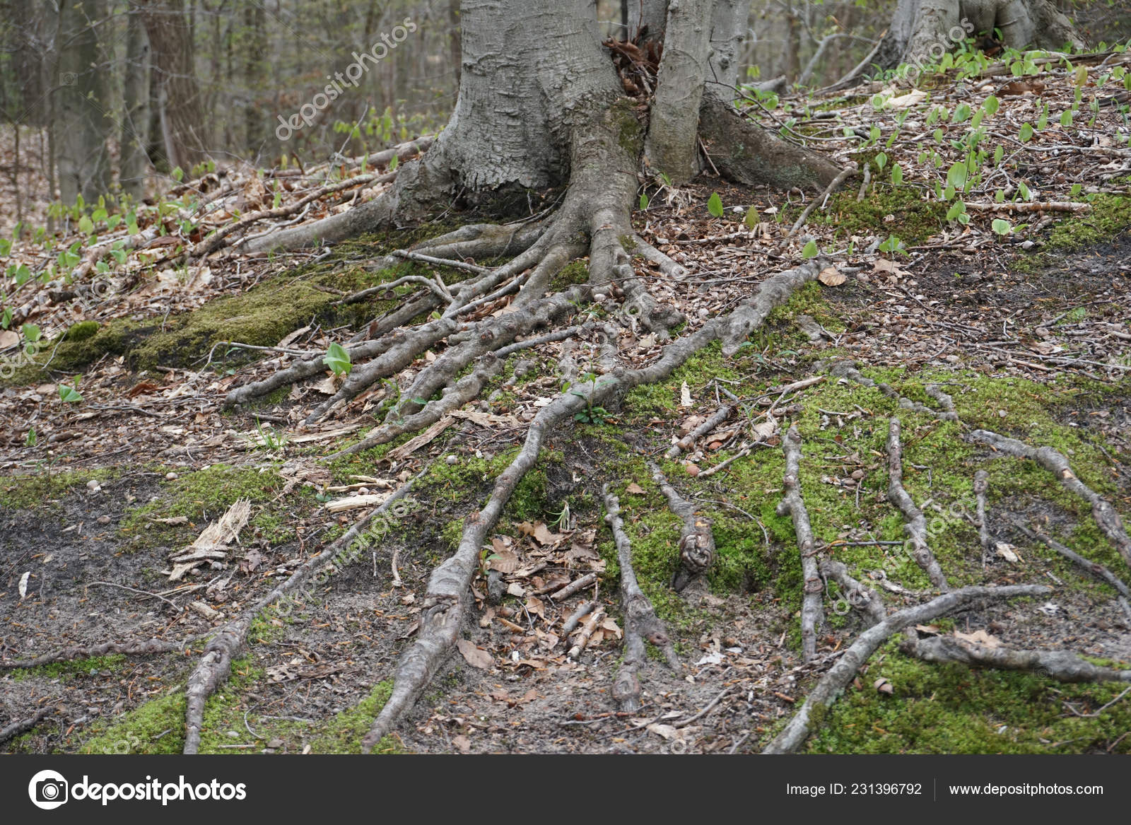 Root System Old Tree Forest Green Moss Spring Sticks Leaves Stock Photo ...