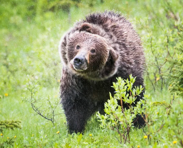 Fotos de Bear in the wild, Imagens de Bear in the wild sem royalties ...