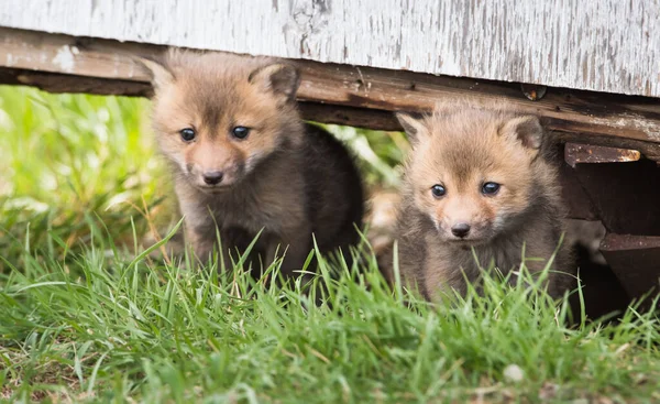 Red fox pups Stock Photos, Royalty Free Red fox pups Images | Depositphotos