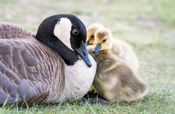 Holding goose Stock Photos, Royalty Free Holding goose Images ...