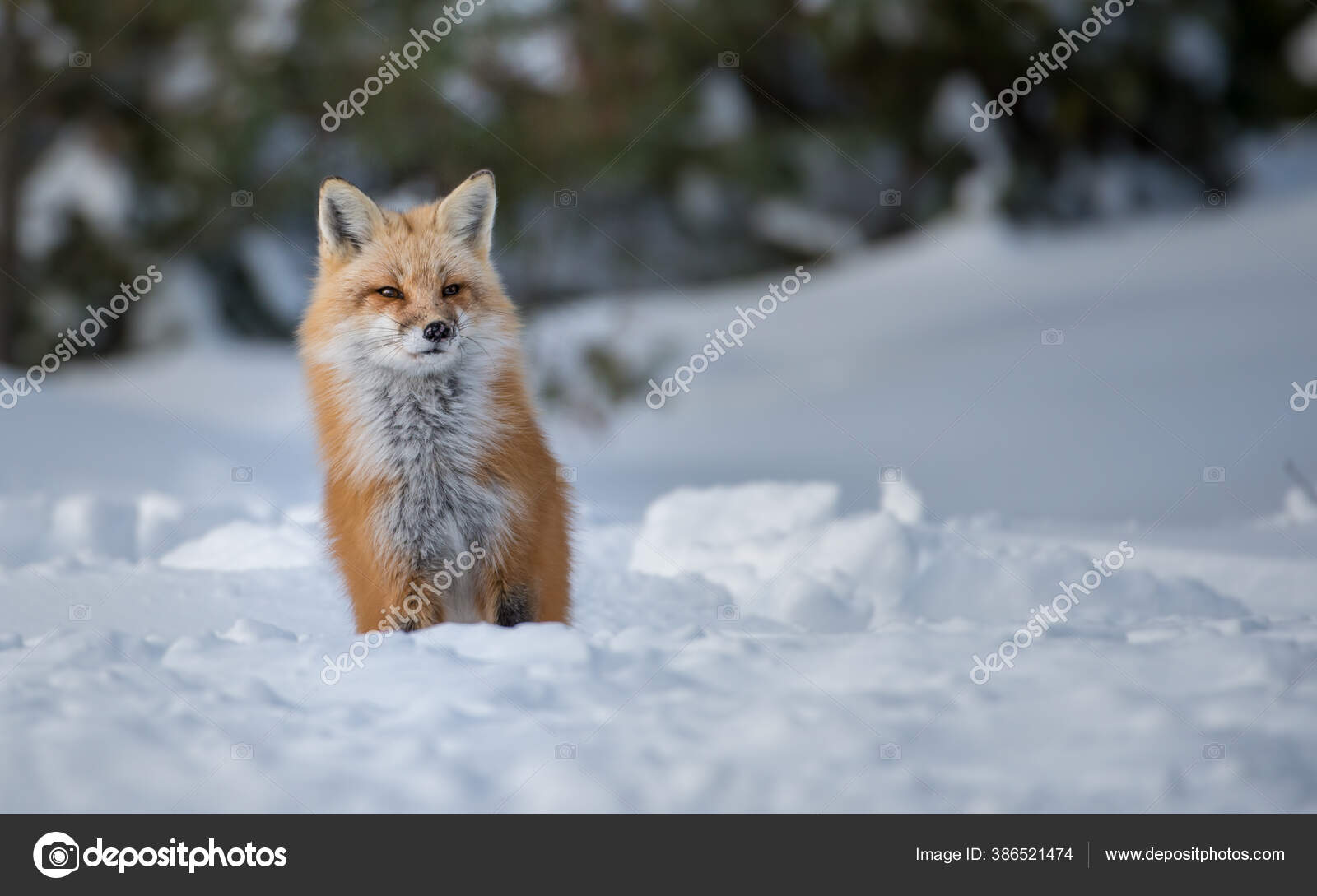 Red Fox Wild — Stock Photo © jill@ghostbear.org #386521474