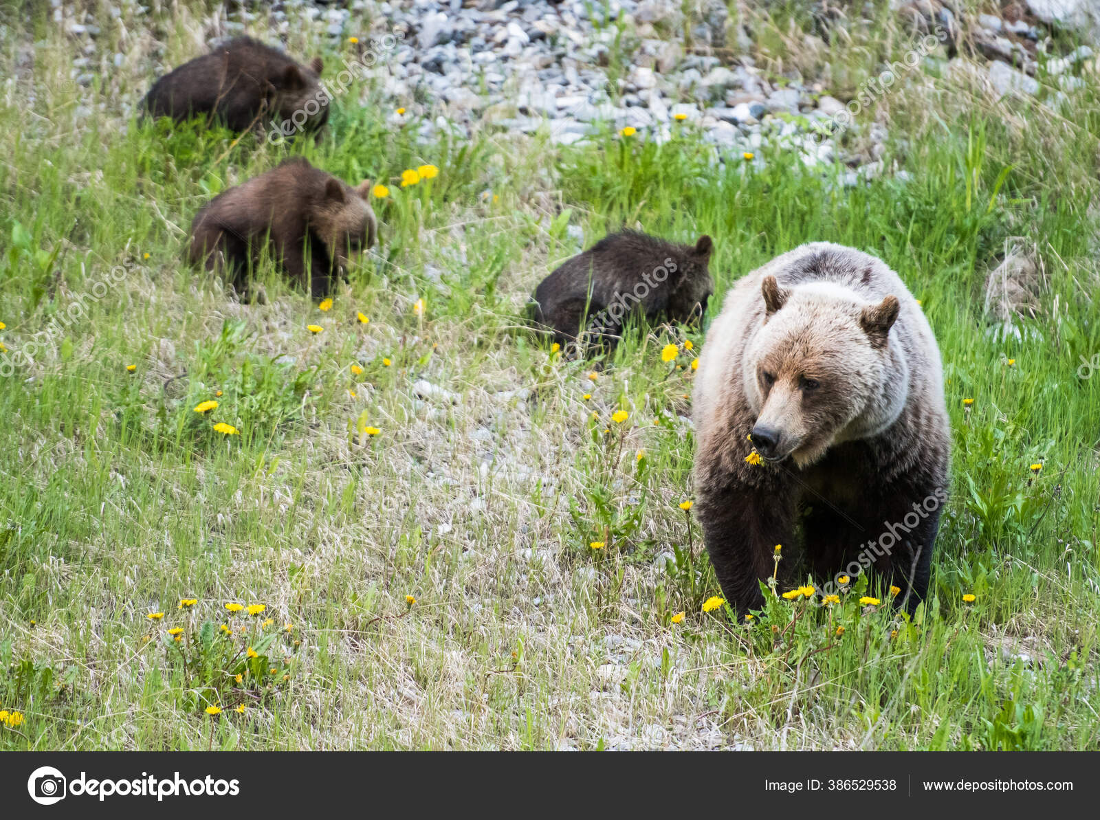 Oso Pardo Naturaleza: fotografía de stock © jill@ghostbear.org ...