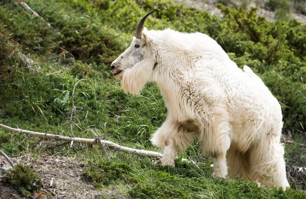 Male mountain goat Stock Photos, Royalty Free Male mountain goat Images ...