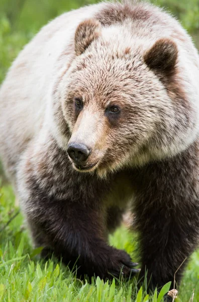 Fotos de Urso peludo, Imagens de Urso peludo sem royalties | Depositphotos