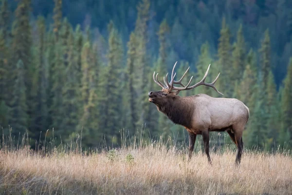 Canadian Elk