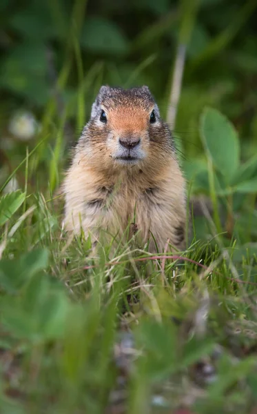 Leming Stock Photos, Royalty Free Leming Images | Depositphotos