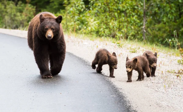 Three bears Stock Photos, Royalty Free Three bears Images | Depositphotos