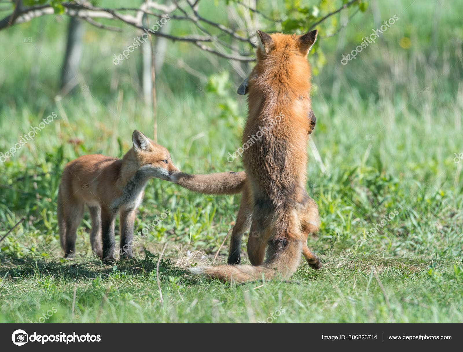 Cute Red Foxes Together Captured Park Stock Photo by ©jill@ghostbear ...