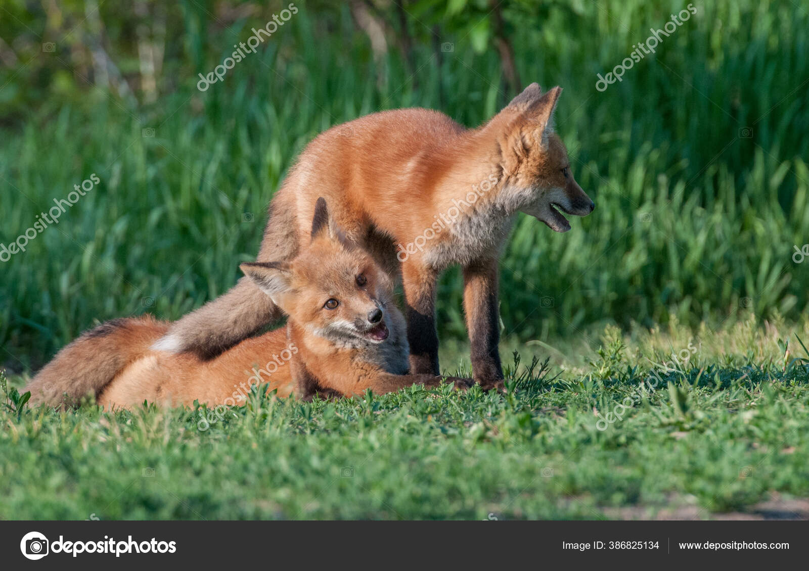 Cute Red Foxes Together Nature Stock Photo by ©jill@ghostbear.org 386825134