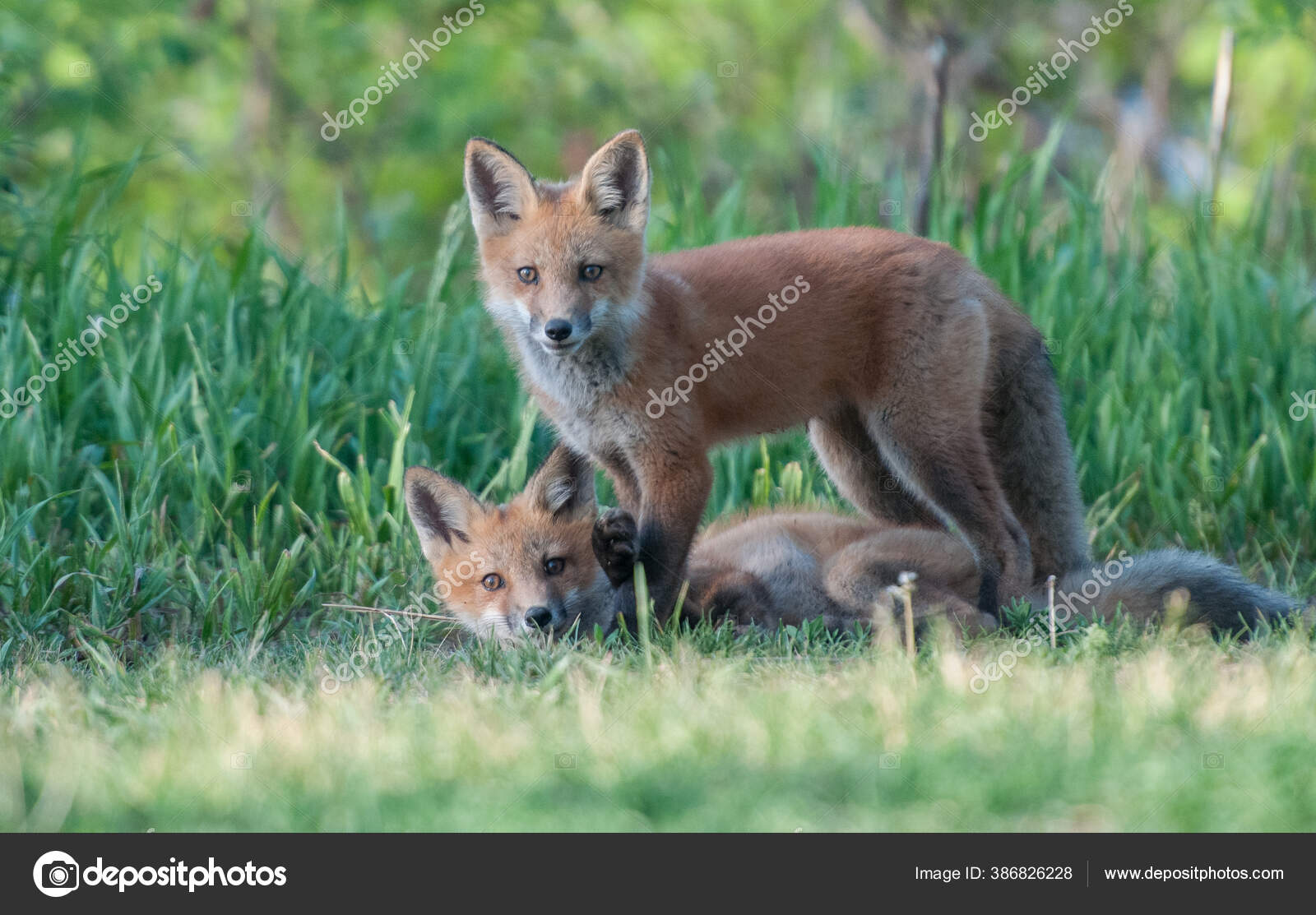 Cute Red Foxes Together Captured Park Stock Photo by ©jill@ghostbear ...