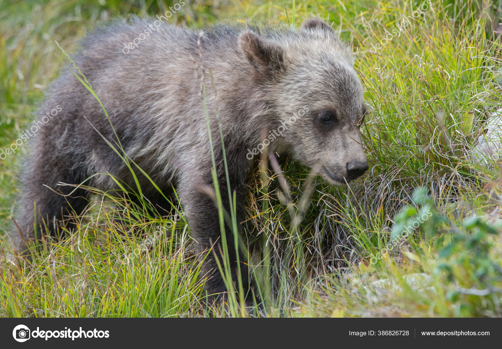Grizzli Dans Nature — Photo de stock par ©jill@ghostbear.org - 386826728